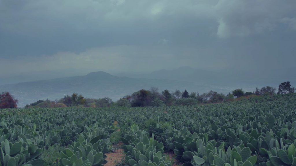 La Nopalera - Fibabc 2020